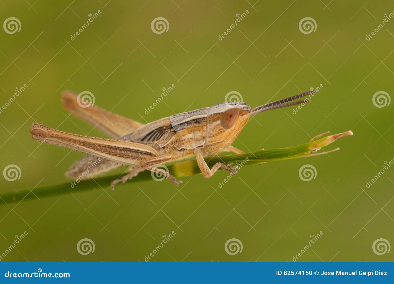 Macro of a Small Brown Grasshopper Stock Photo - Image of grass, green ...