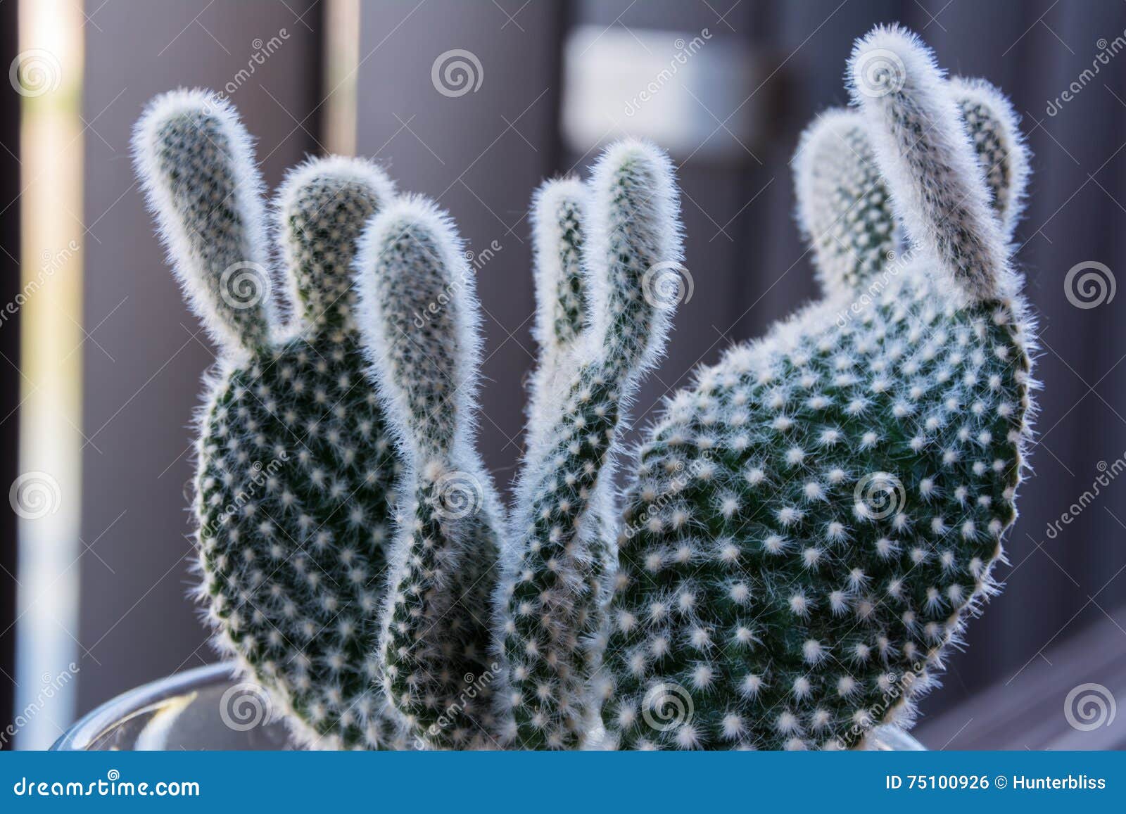 Macro Small Fuzzy Cactus Decoration Stock Photo - Image of decorate ...