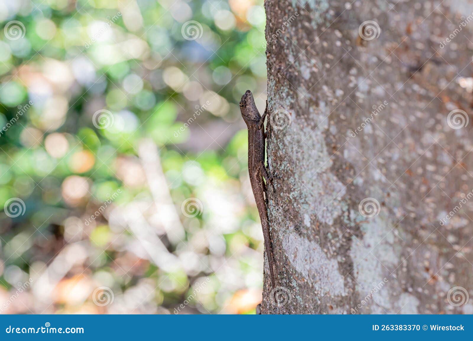 Macro of a Small Gecko on a Tree Stock Photo - Image of texture, tree ...
