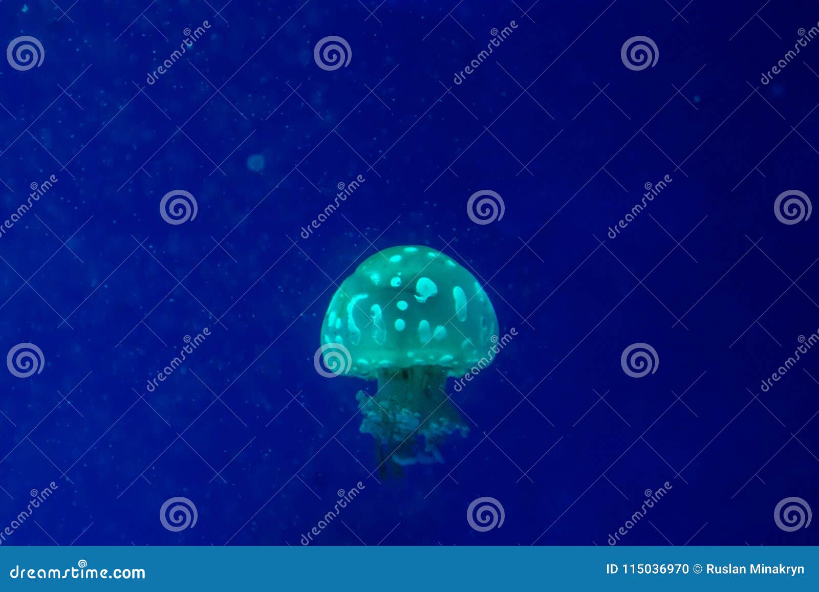Small jellyfish stock photo. Image of animal, dark, creature - 115036970