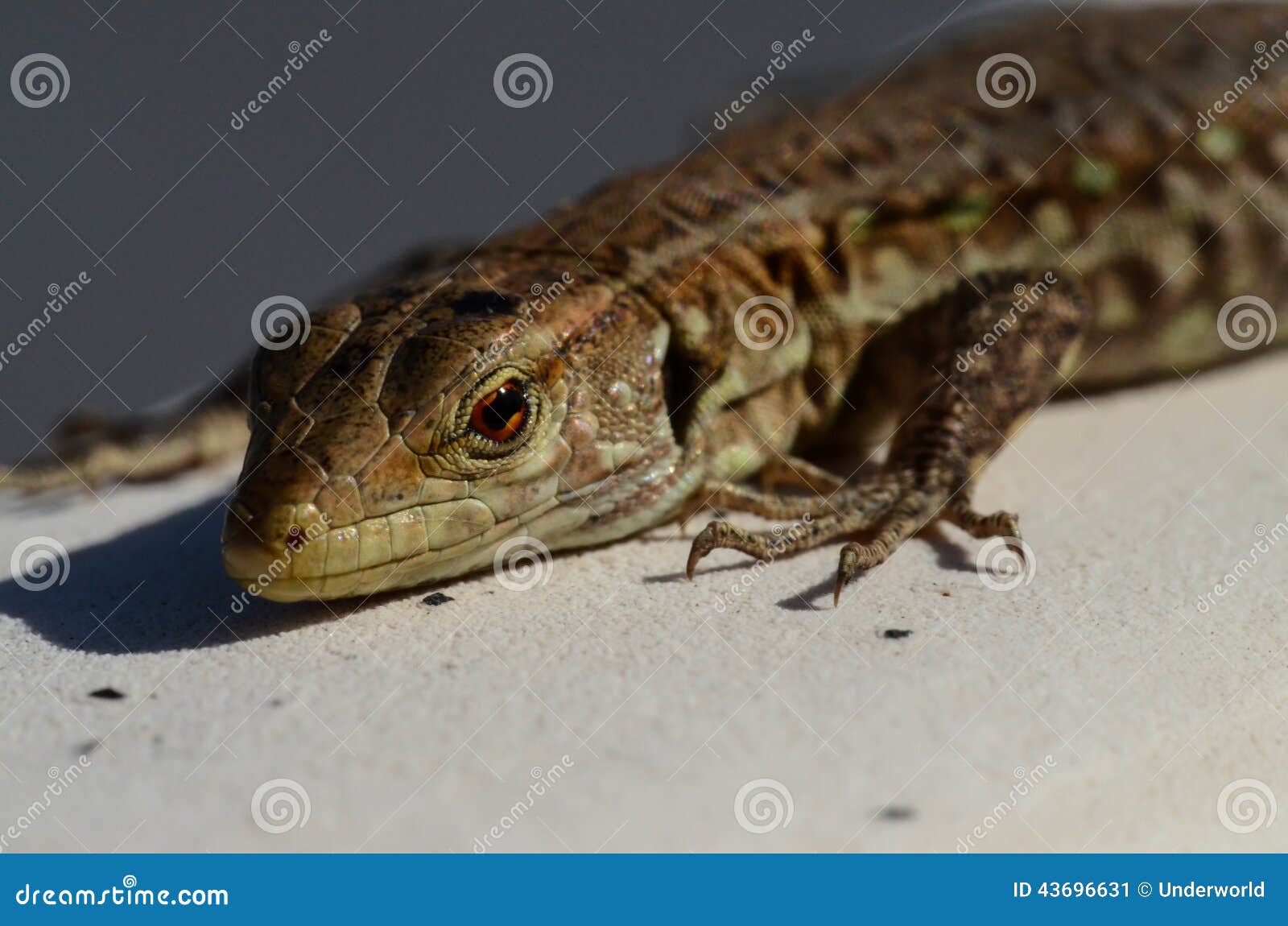 Macro of Small Lizard stock image. Image of animal, brown - 43696631