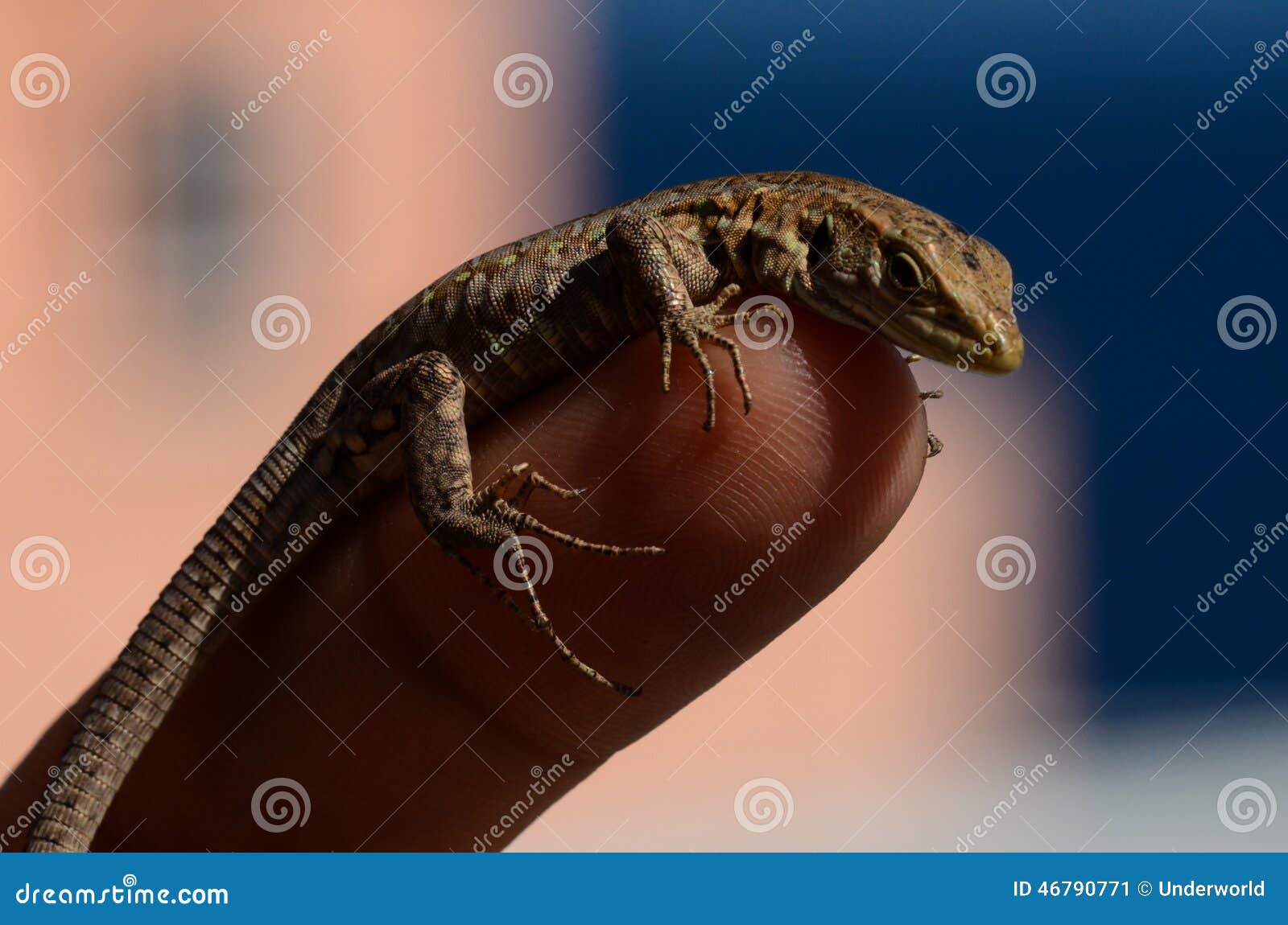 Macro of Small Lizard stock image. Image of animal, finger - 46790771