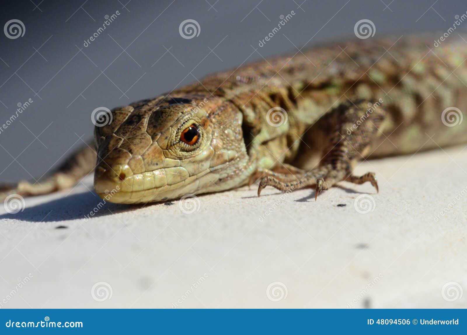 Macro of Small Lizard stock photo. Image of exotic, nature - 48094506