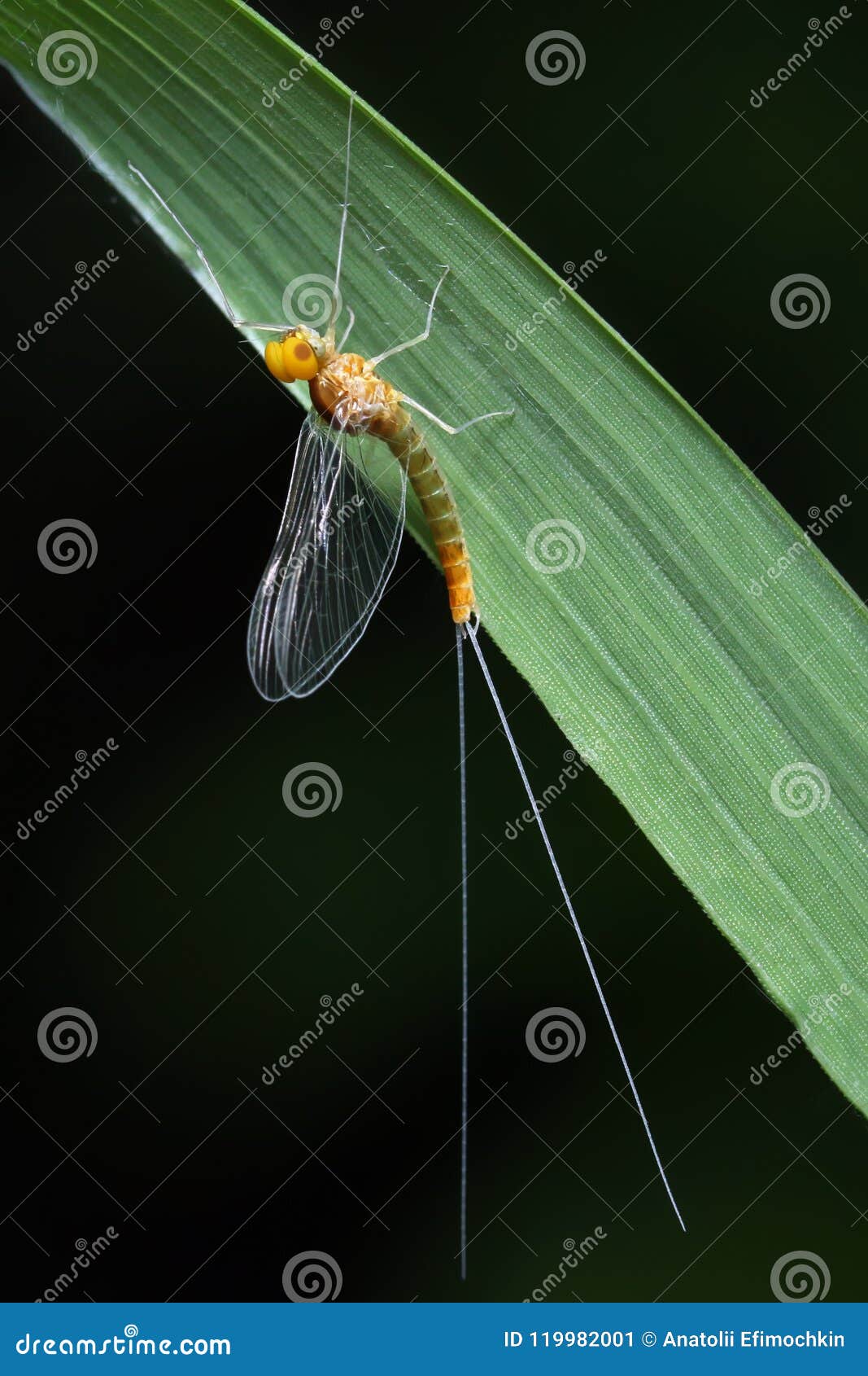 Butterfly mayfly. stock image. Image of arthropod, mayflies - 119982001