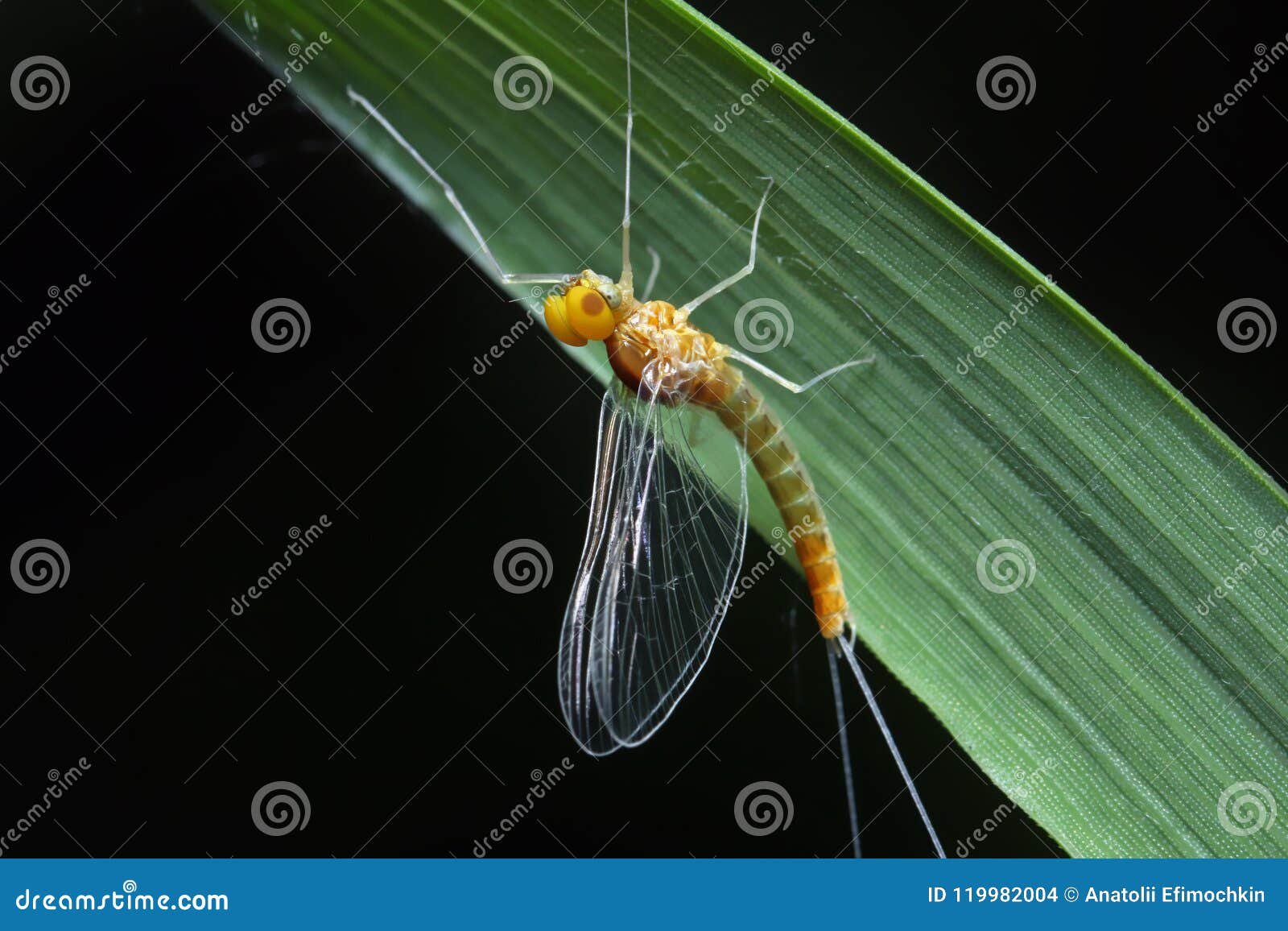 Butterfly mayfly. stock photo. Image of ephemeroptera - 119982004
