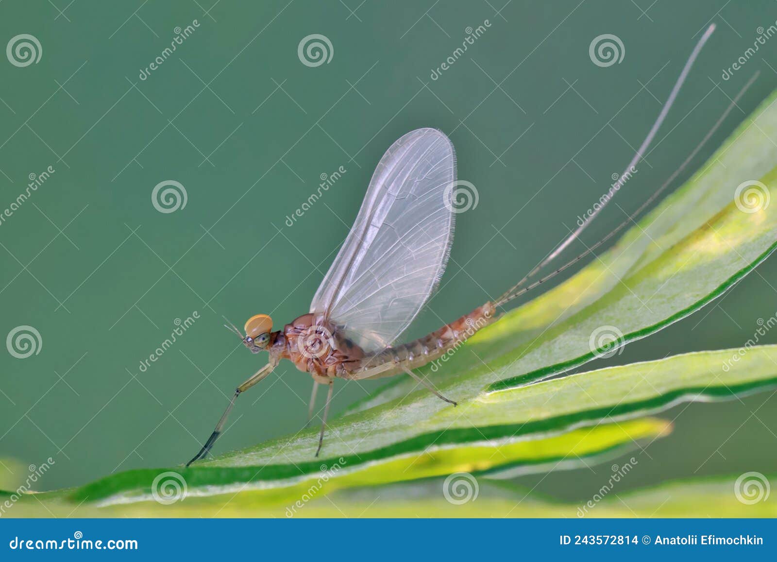 Macro of a Small Mayfly Resting on a Blade of Grass. Stock Photo ...