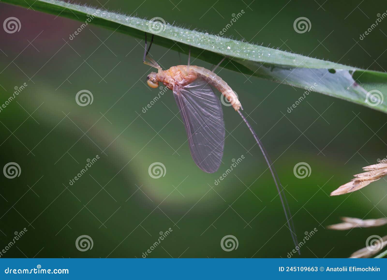 Macro of a Small Mayfly Resting on a Blade of Grass. Stock Image ...