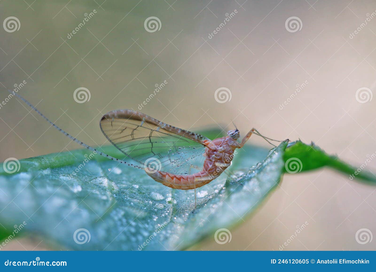 Macro of a Small Mayfly Resting on a Blade of Grass. Stock Image ...