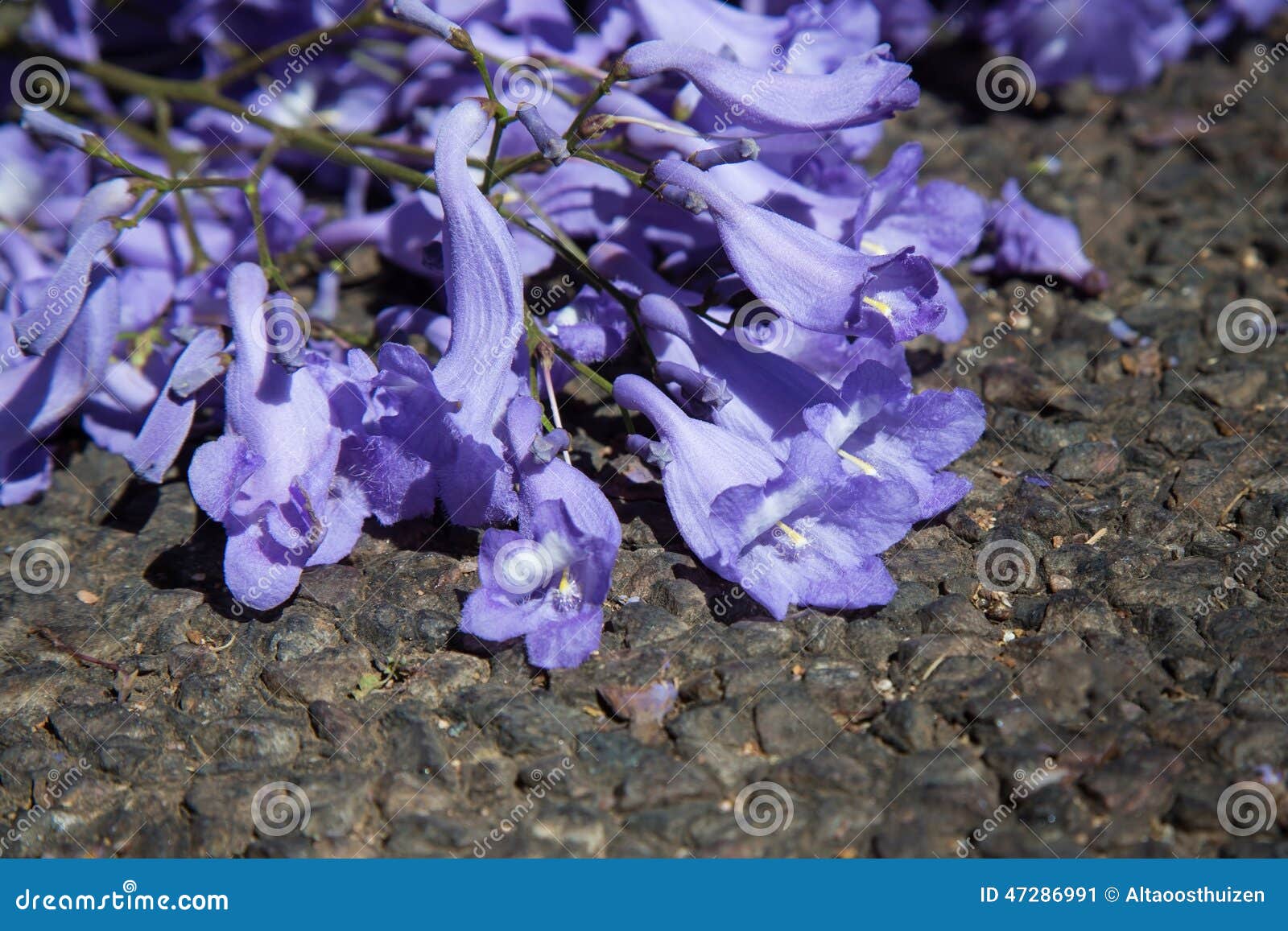 Macro of Small Purple Jacaranda Flowers Lying on Tar Road Stock Image ...
