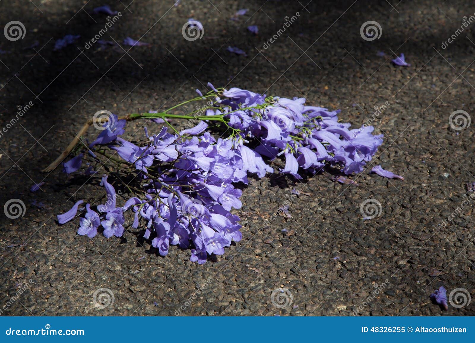 Macro of Small Purple Jacaranda Flowers Lying on Tar Road Stock Image ...