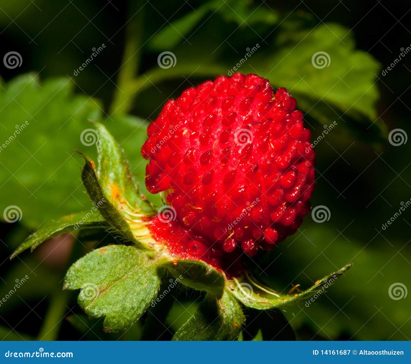 Macro of a Small Red Wild Strawberry Stock Image - Image of fruit ...