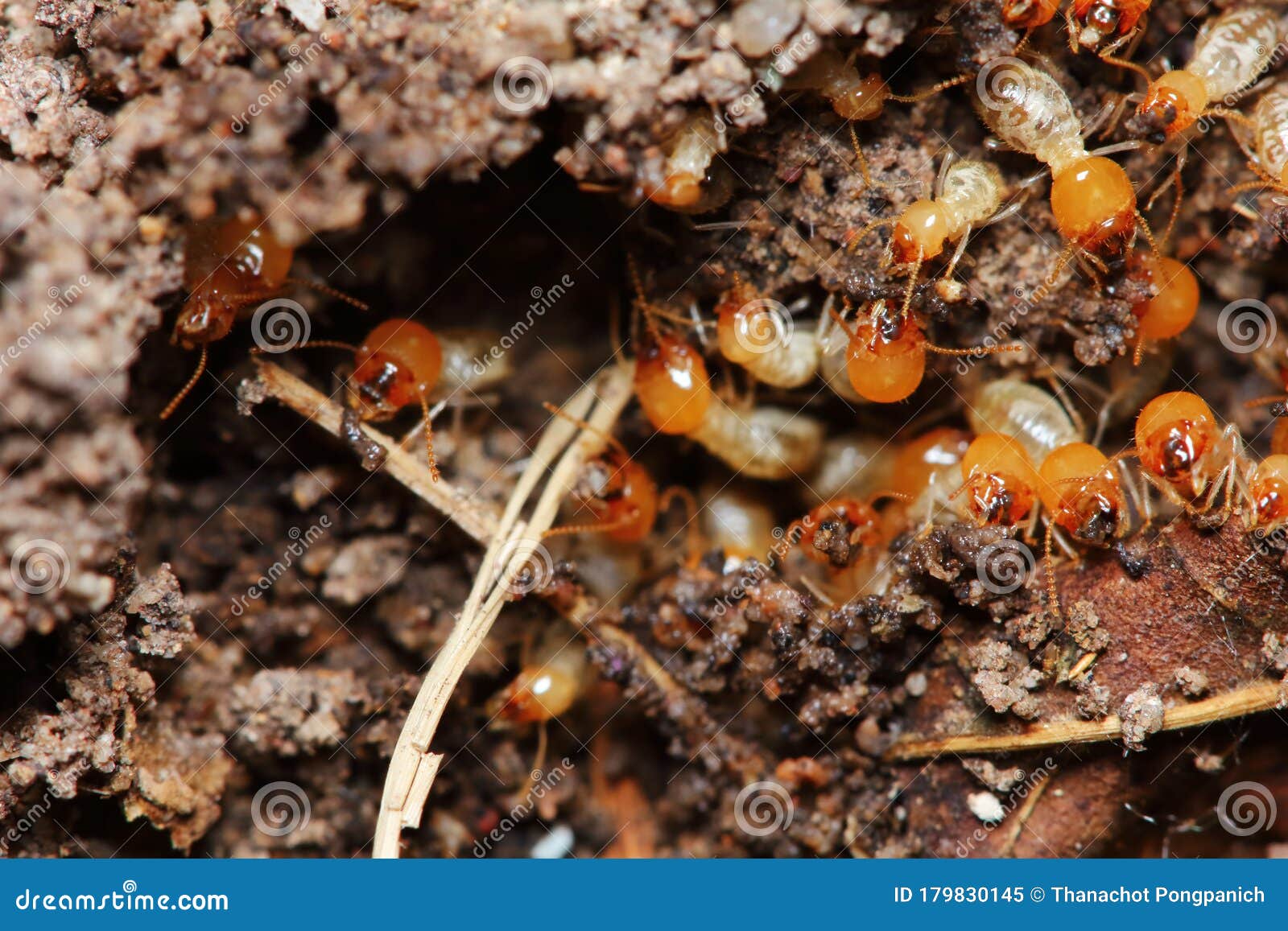 Macro of Small Termite in Nature for Background Stock Image - Image of ...