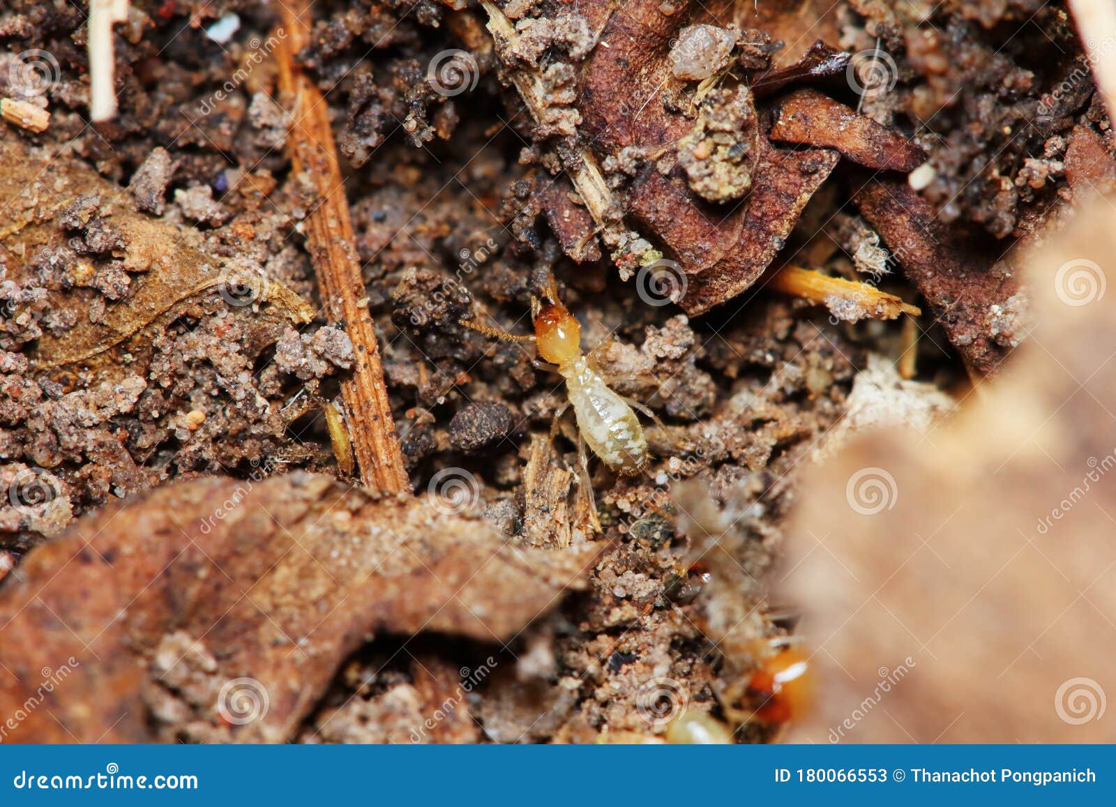 Macro of Small Termite in Nature for Background Stock Image - Image of ...