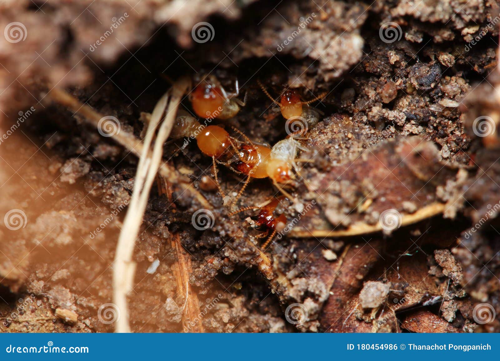 Macro of Small Termite in Nature for Background Stock Photo - Image of ...