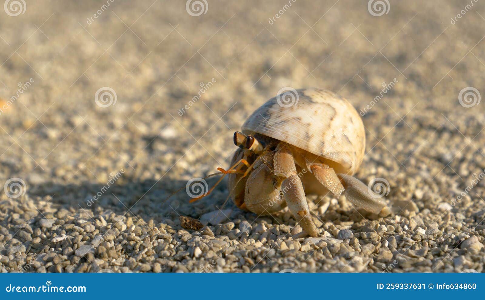 MACRO: Small Tropical Crab Hides into Its Shell while Crawling Around ...