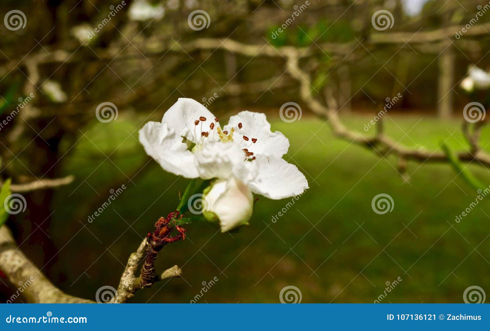 Macro of a Small White Flower Growing on a Tree Branch Stock Image ...