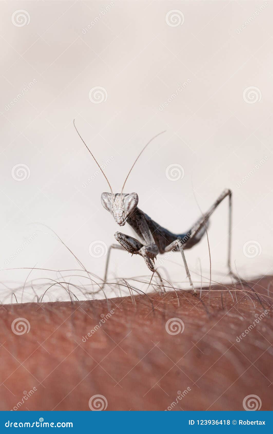 Closeup of Small White Mantis on Human Hand Stock Photo - Image of ...