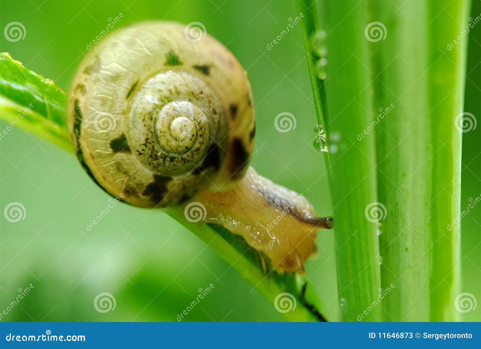 Macro of snail stock image. Image of forward, defense - 11646873