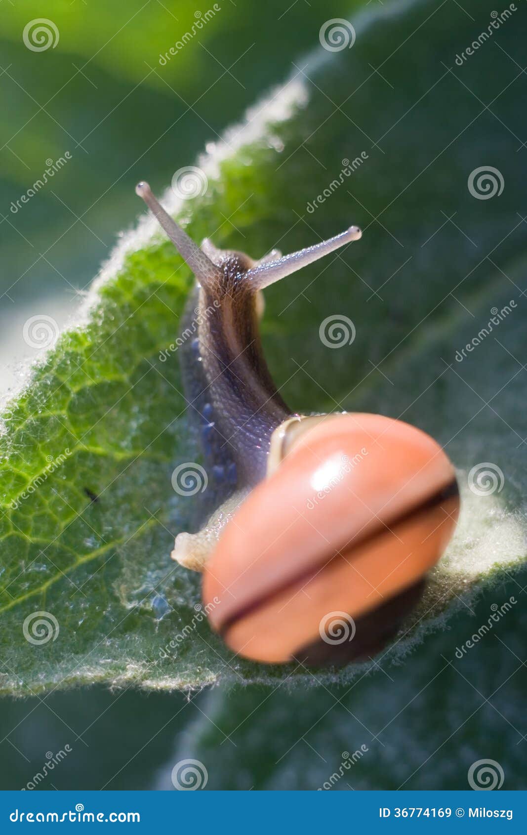 Macro of snail stock image. Image of pest, nature, invertebrate - 36774169