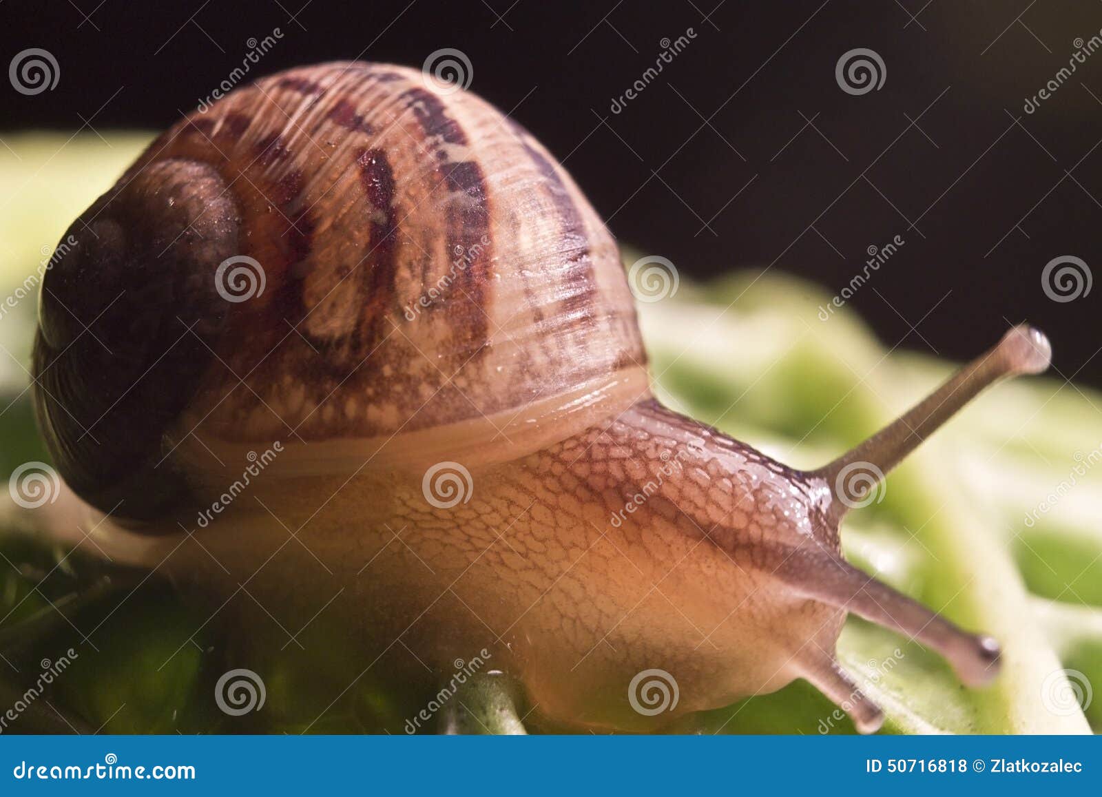 Macro snail stock photo. Image of kale, crawl, amphibian - 50716818