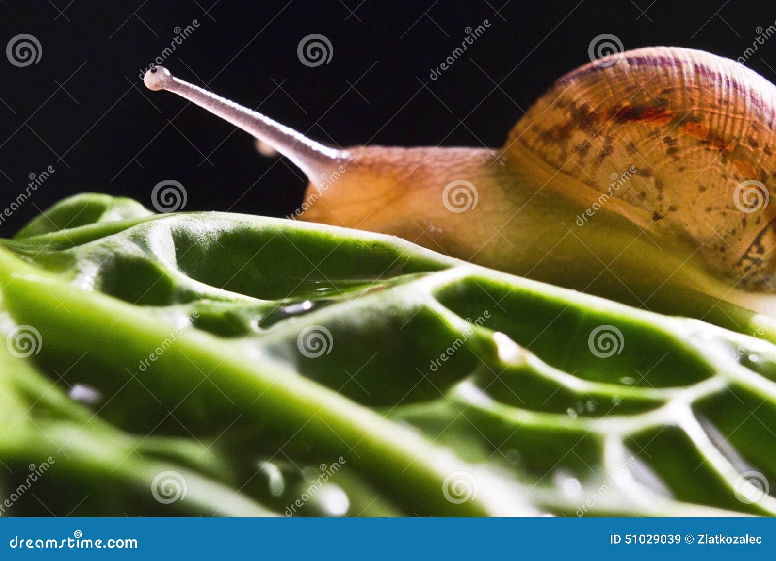 Macro snail stock image. Image of house, antennae, delicacy - 51029039