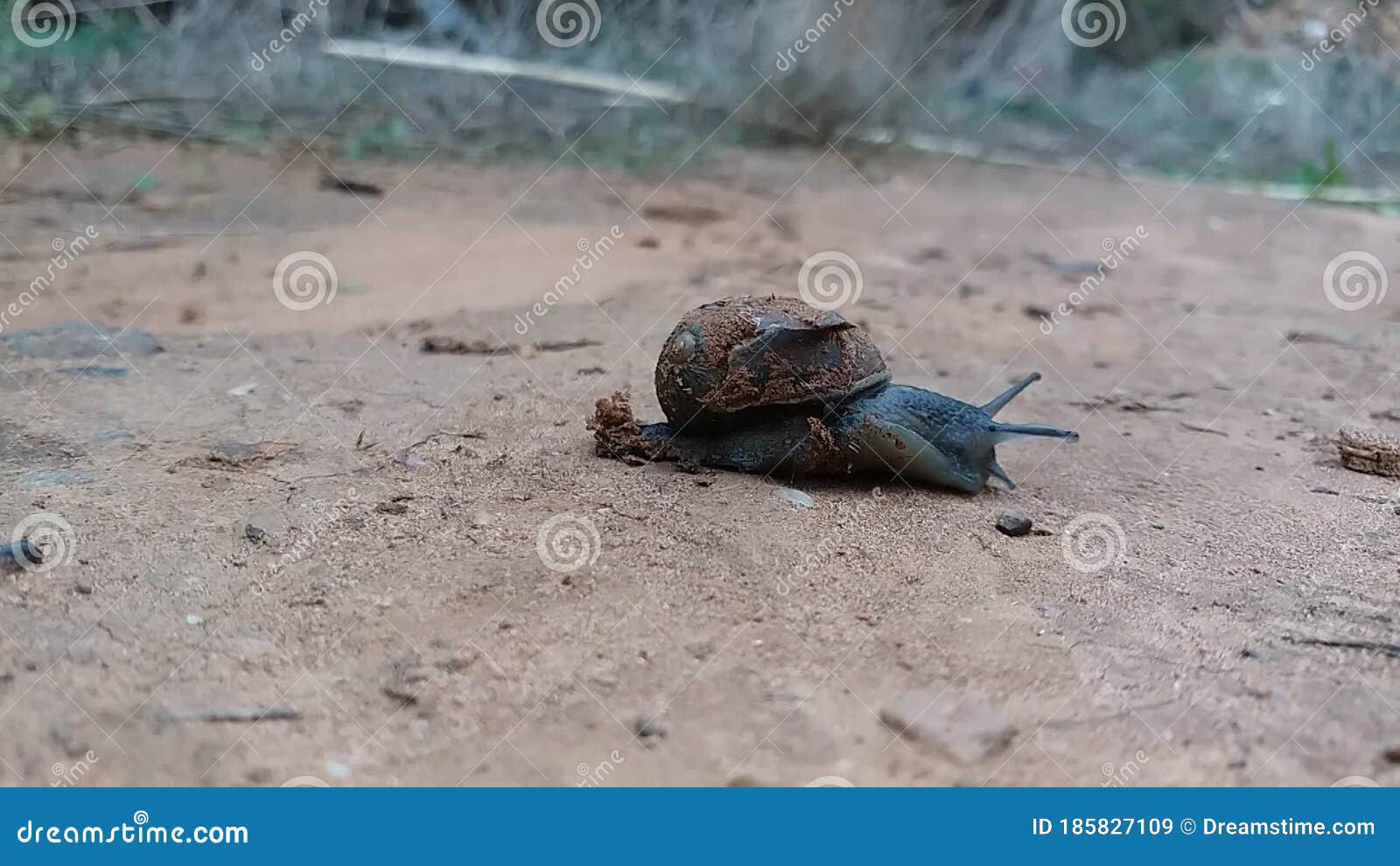 Macro Snail Meets Scared Ant in Soil Stock Video - Video of environment ...