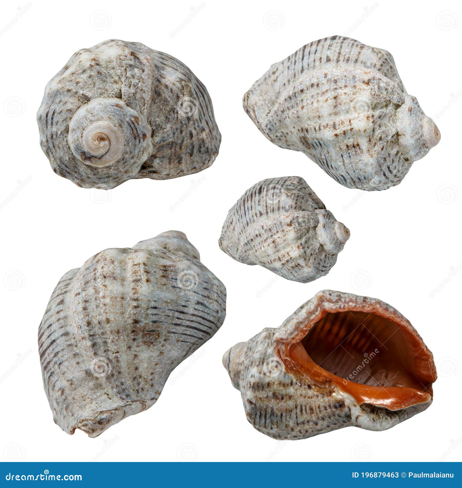 Snail Shell Collection Isolated on White Background, Stock Image ...
