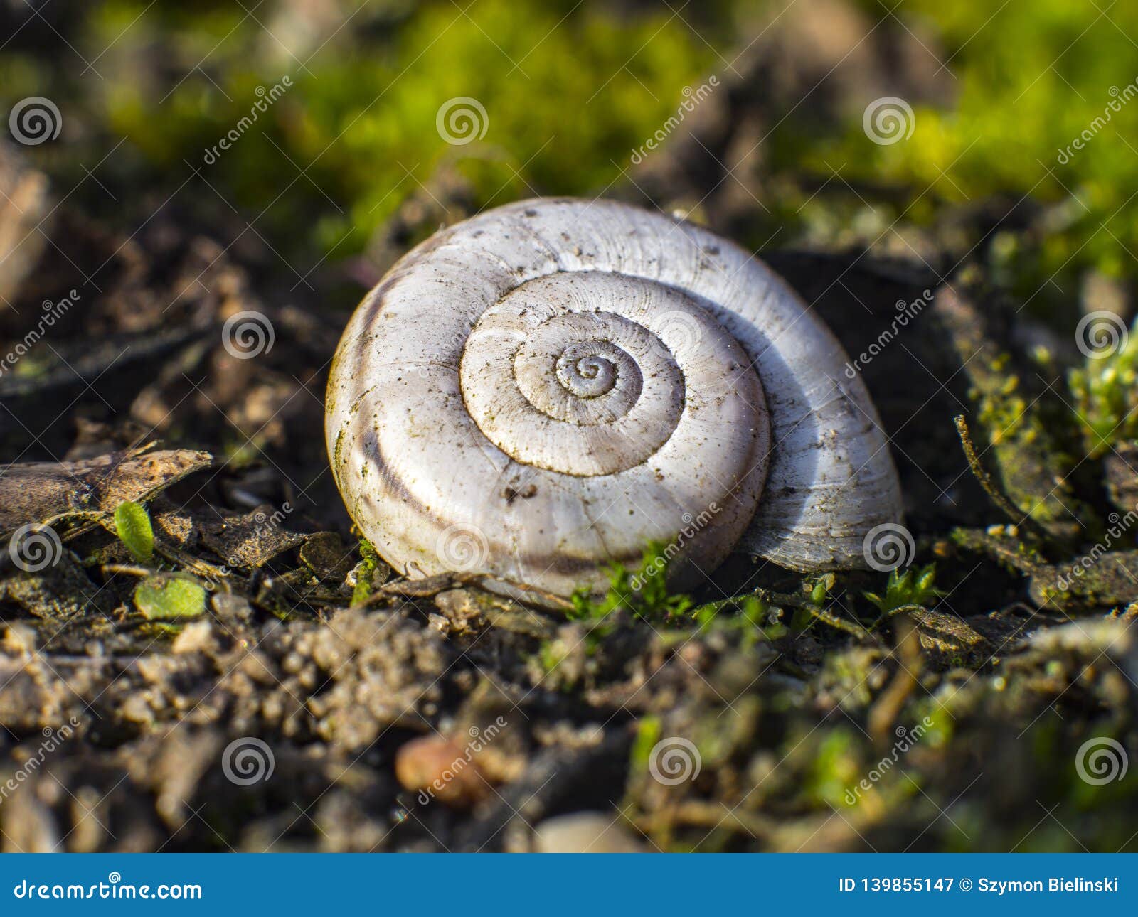Macro of a Snail Shell on White Stock Image - Image of close, spiral ...