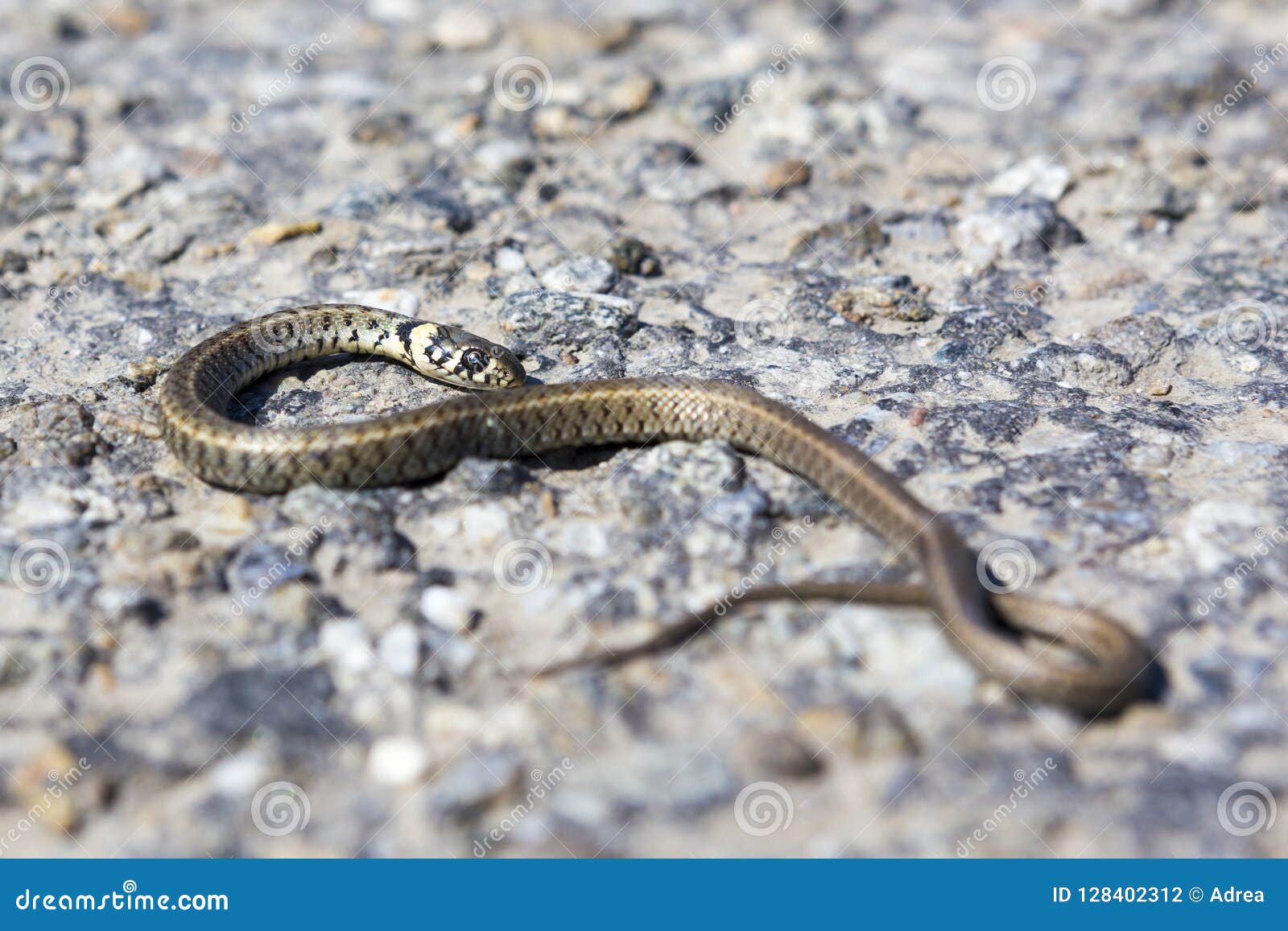 Macro Of Snake Species,predator Reptile Eye,skin Details,cervone ...