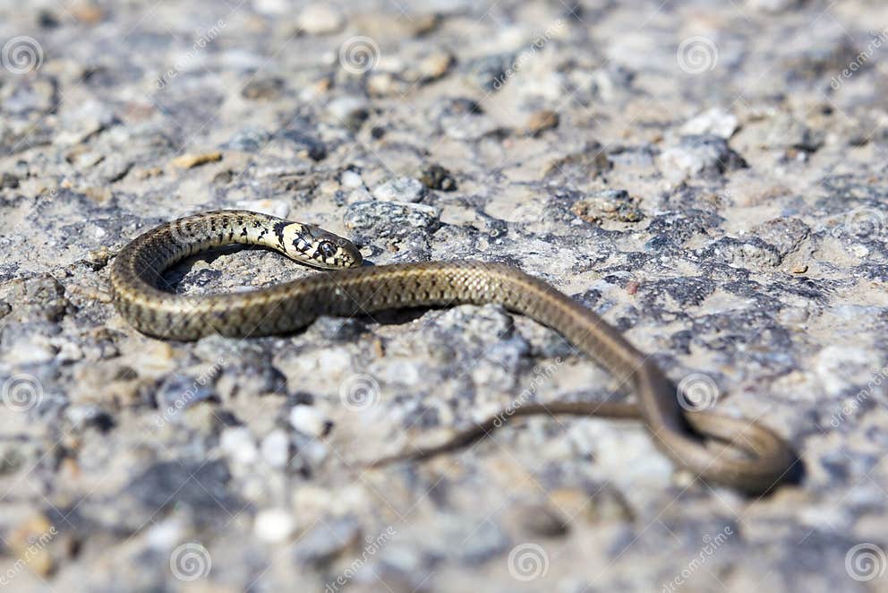 Macro of a Snake on Asphalt Stock Photo - Image of natural, scale ...
