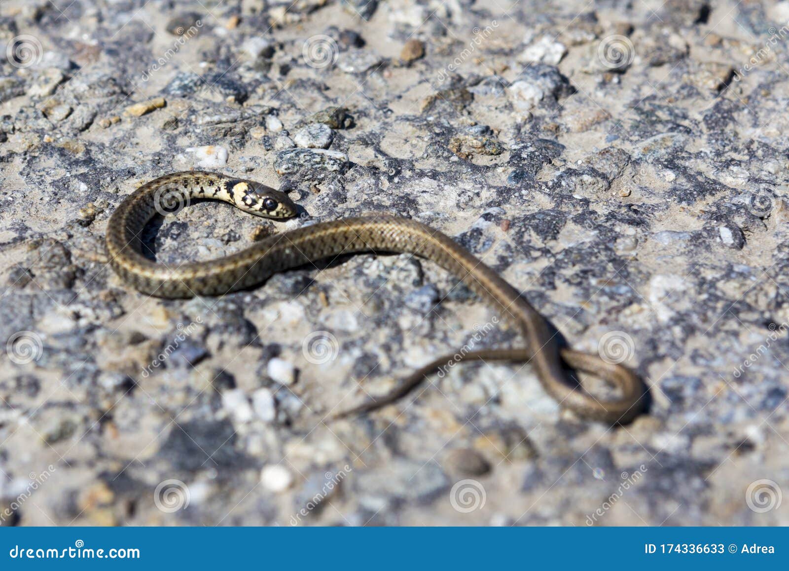 Macro of a Snake on Asphalt Stock Image - Image of nature, reptile ...