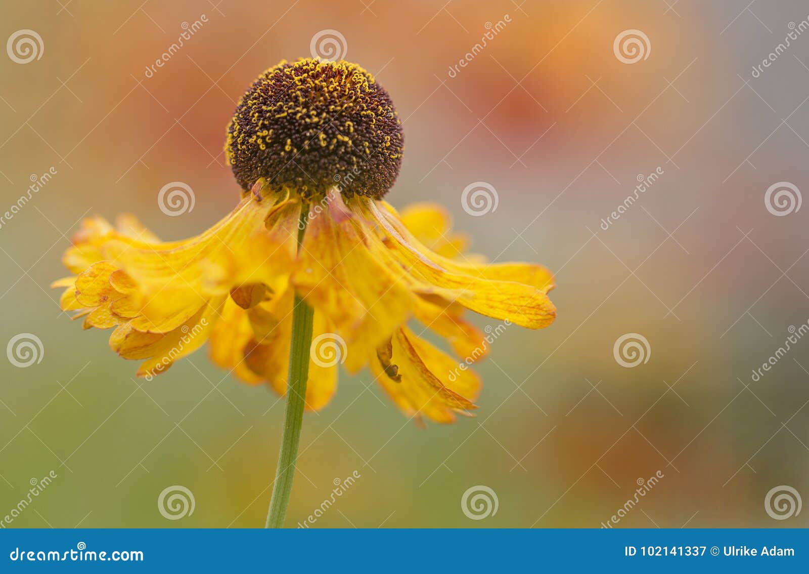 Sneezeweed - Helenium stock image. Image of helenium - 102141337