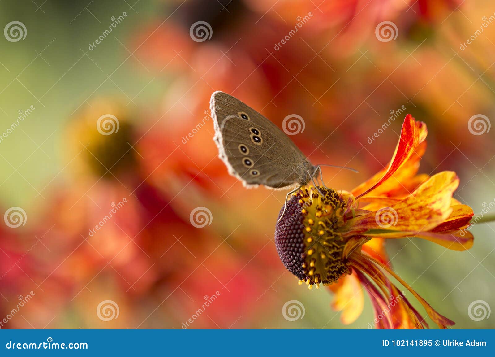 Sneezeweed - Helenium stock image. Image of wild, sneezeweed - 102141895