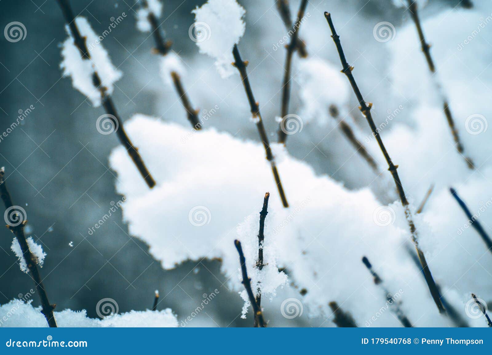 Macro of Snow Melting Off a Branch Stock Photo - Image of macro, cold ...