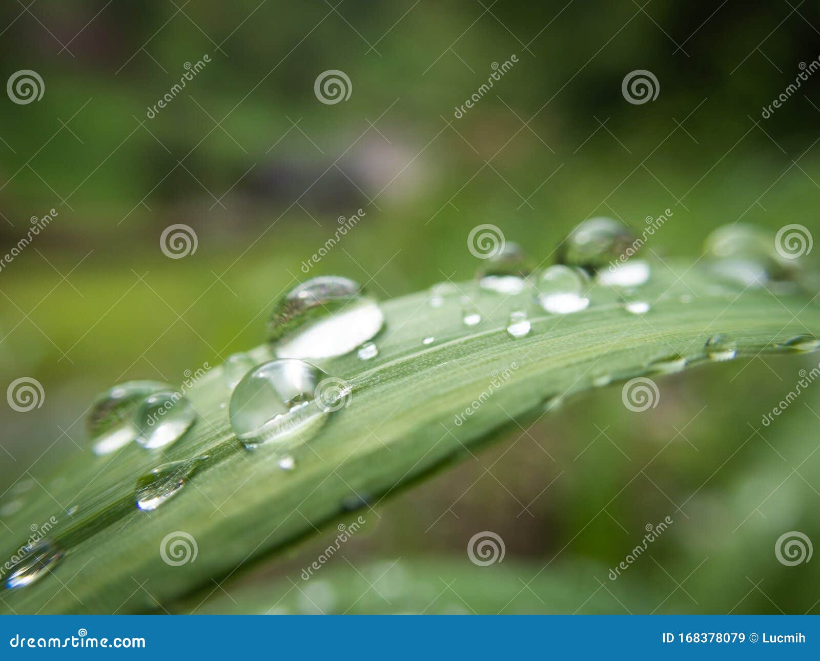 Macro Of Some Raindrops Water Drops On A Green Grass Leaf Stock Image