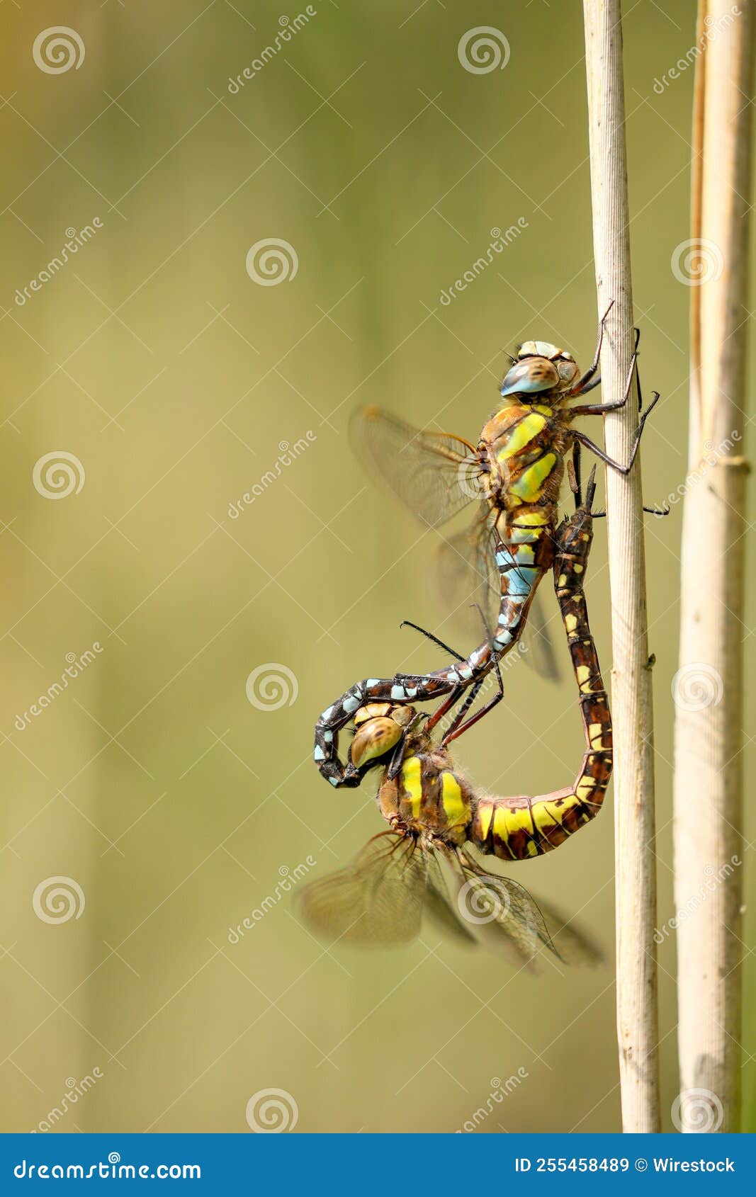 Macro of Southern Hawker Dragonflies Mating Stock Image - Image of ...