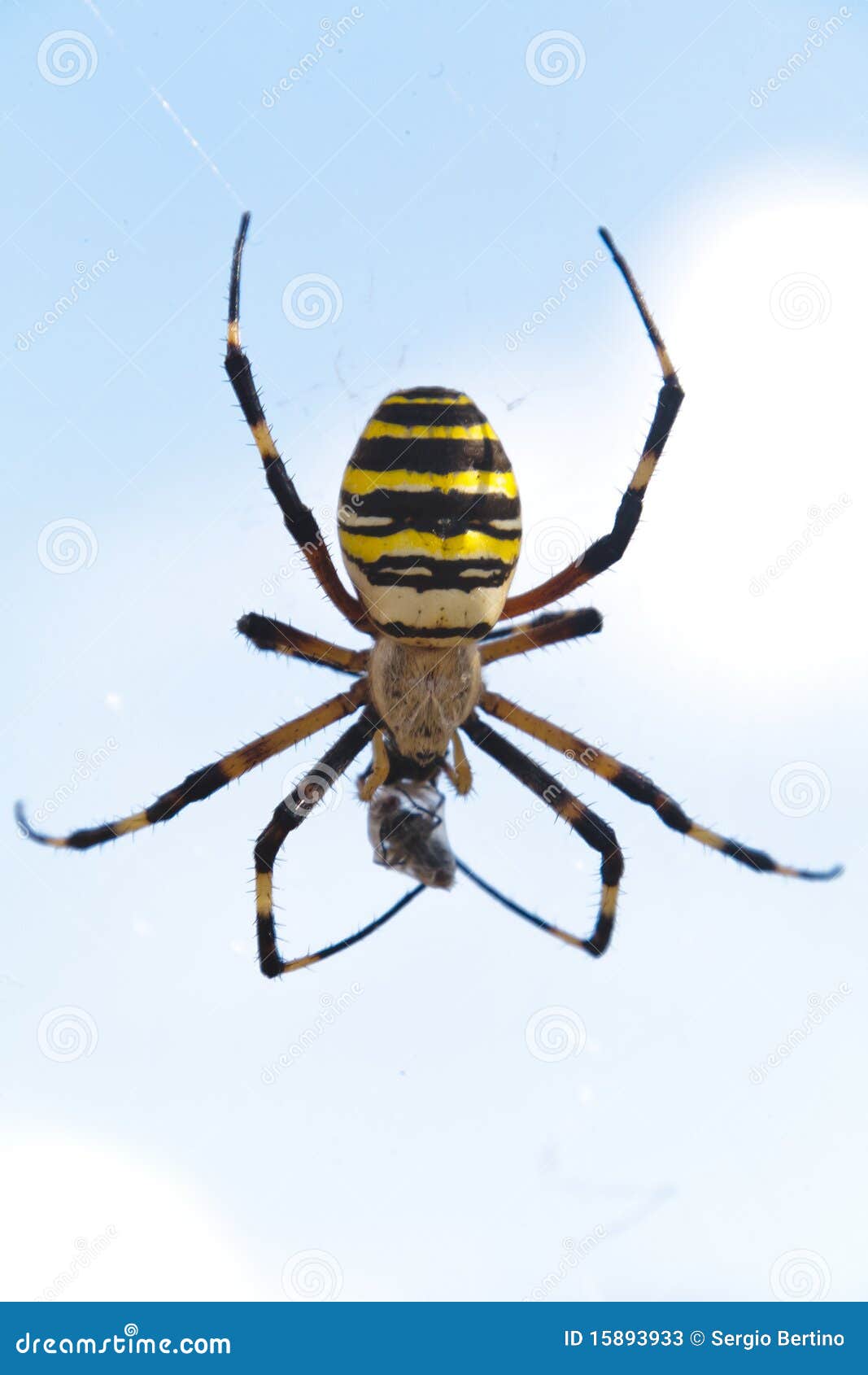 Macro spider stock image. Image of outdoor, inverted - 15893933