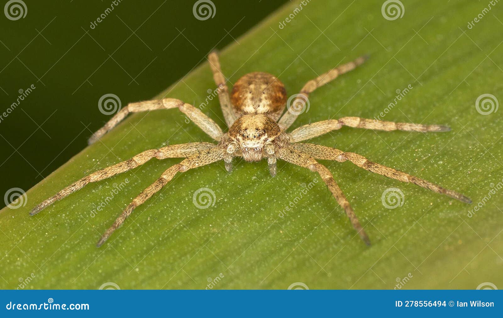 Macro of a Spider - Aureolus Group, Possibly Philodromus Stock Photo ...