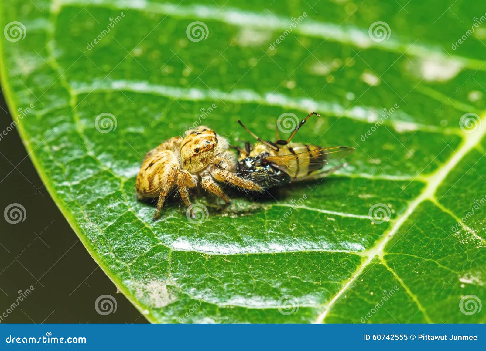 Macro of Spider Eating an Insect on Green Leaf Stock Image - Image of ...