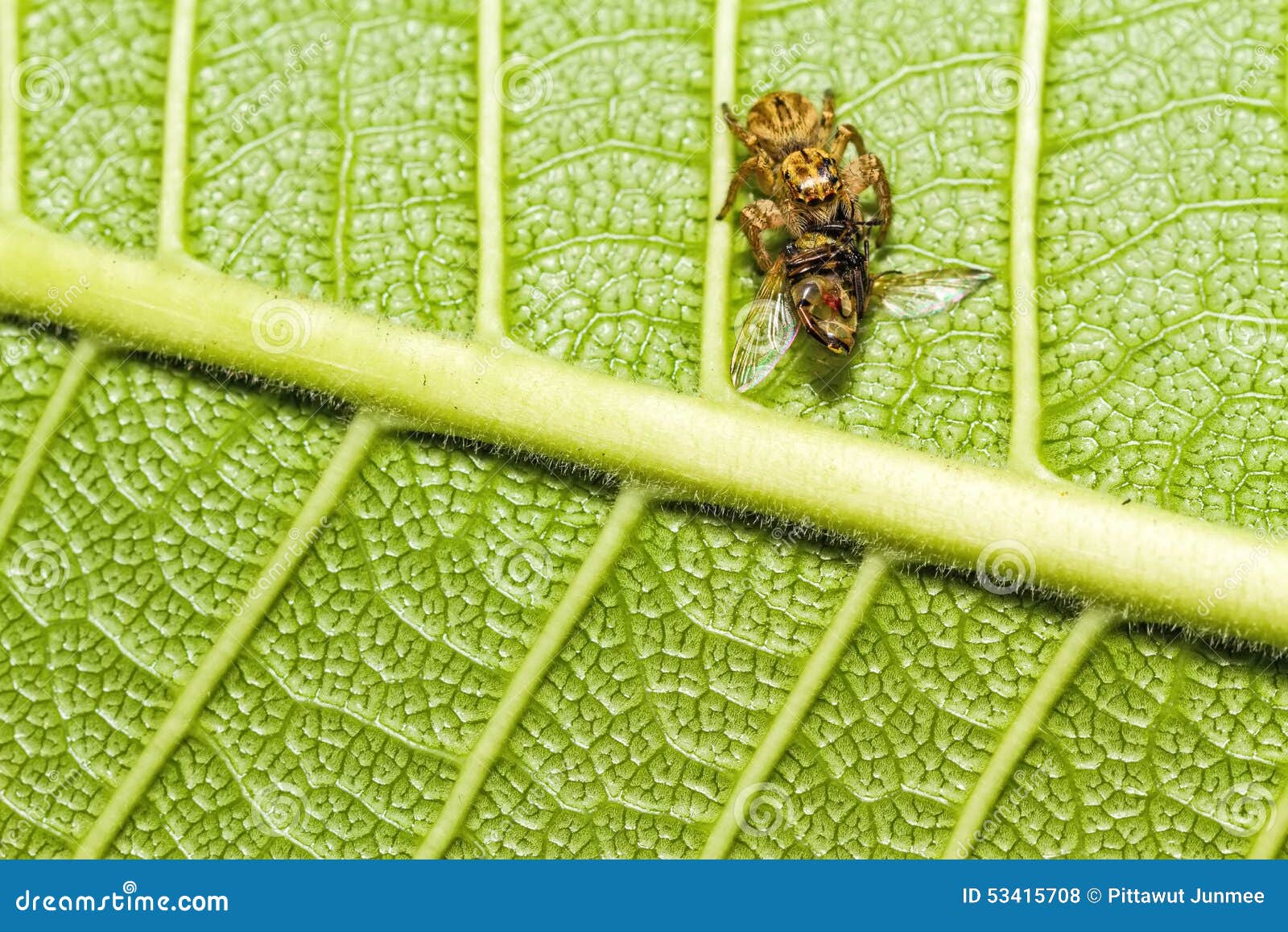 Macro of Spider Eating an Insect on Green Leaf Stock Photo - Image of ...