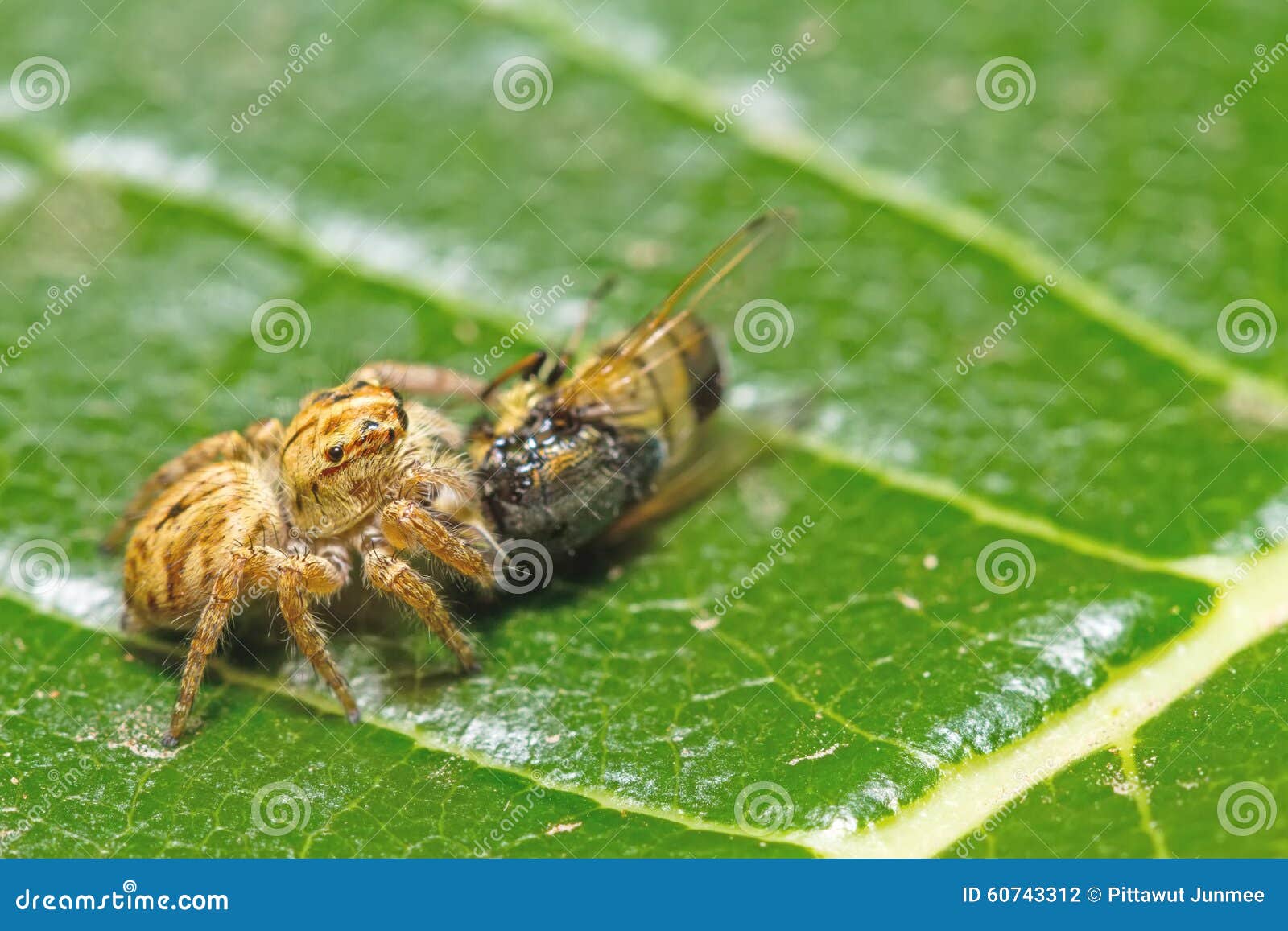 Macro of Spider Eating an Insect on Green Leaf Stock Photo - Image of ...