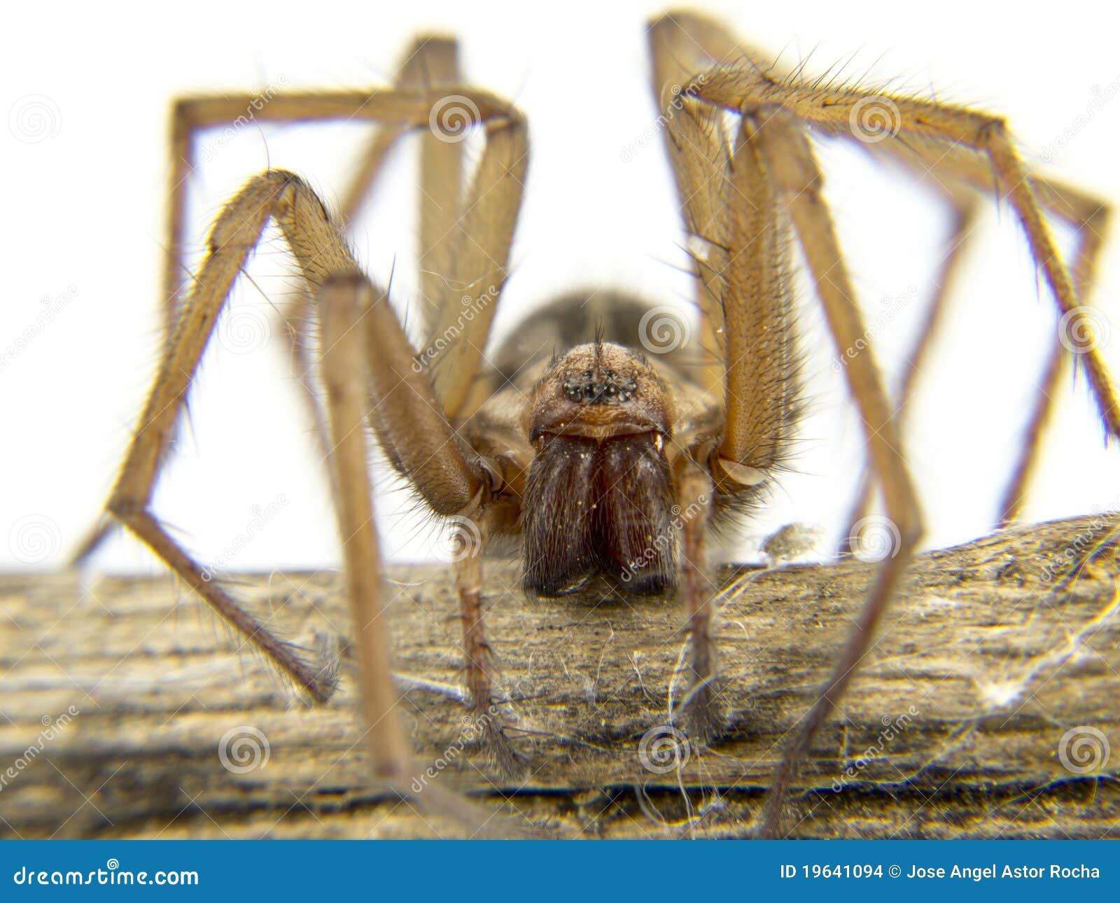 Macro of a Spider (Lycosidae Licosas) on a Branch Stock Photo - Image ...