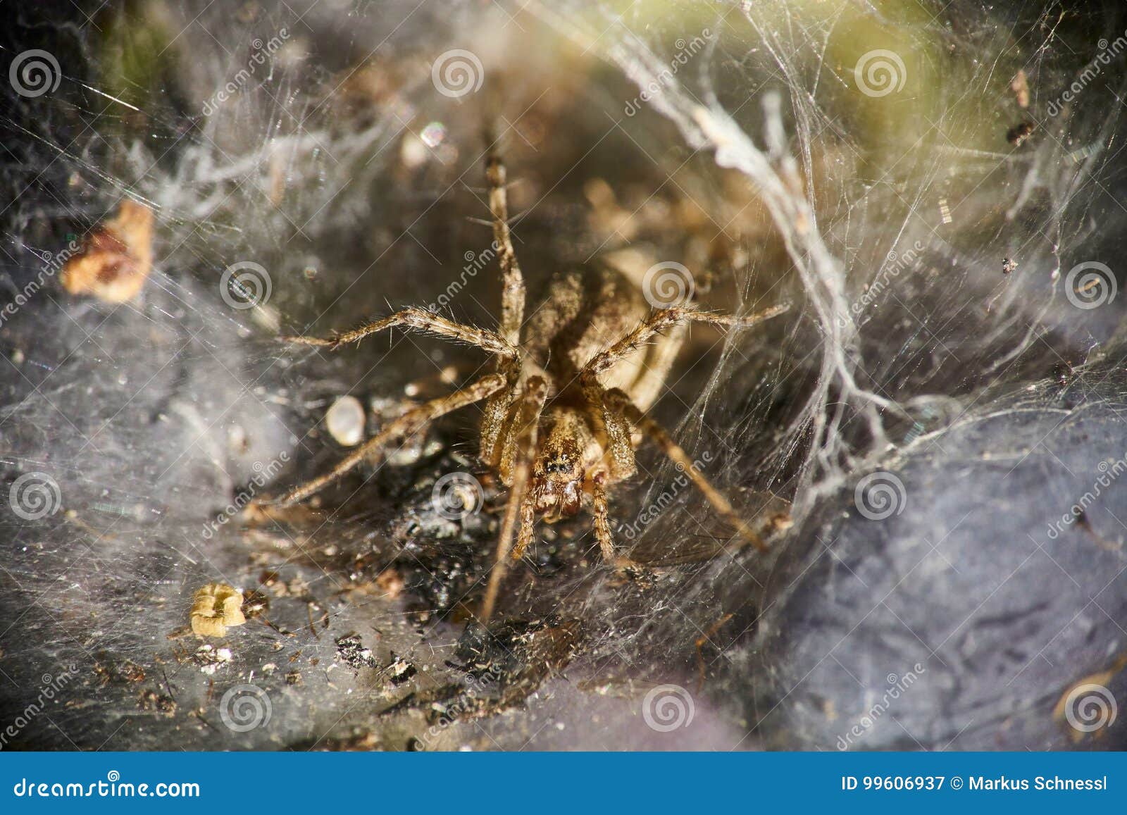 Funnel-web spider stock image. Image of arachnid, icky - 99606937