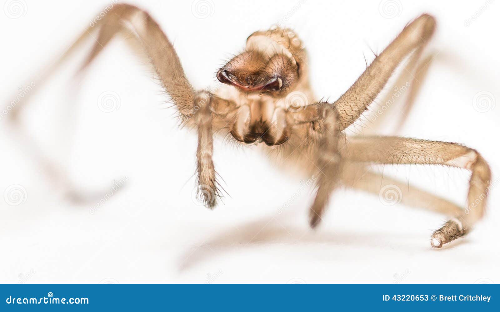 Macro spider skeleton stock image. Image of house, shell - 43220653