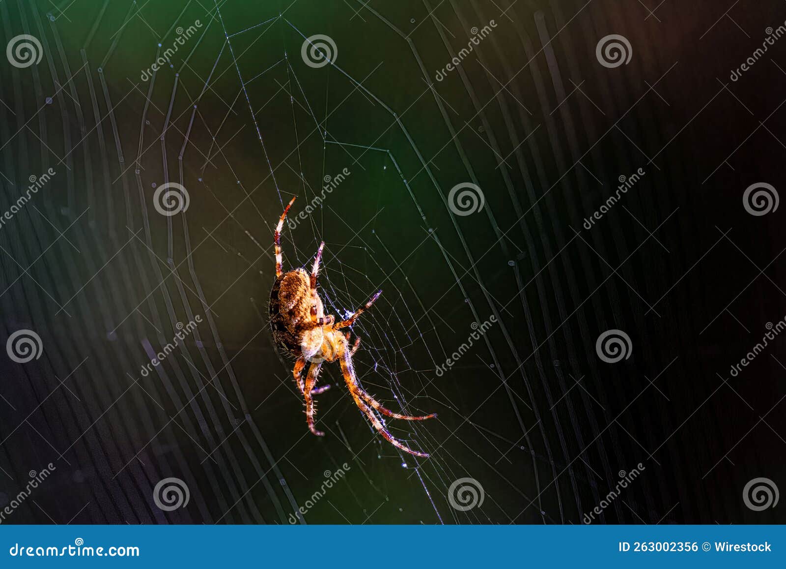Macro of a Spider Spinning a Web Stock Photo - Image of dark, silk ...