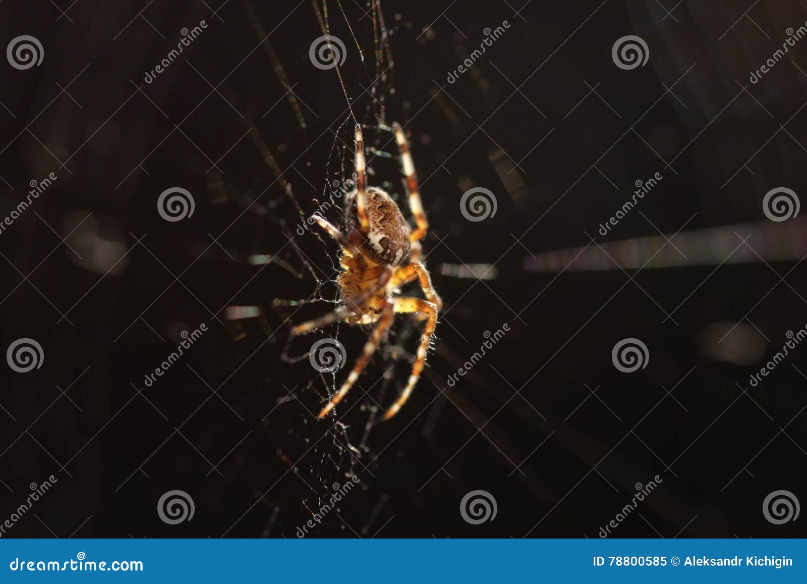 Macro spider on the web stock image. Image of catch, closeup - 78800585
