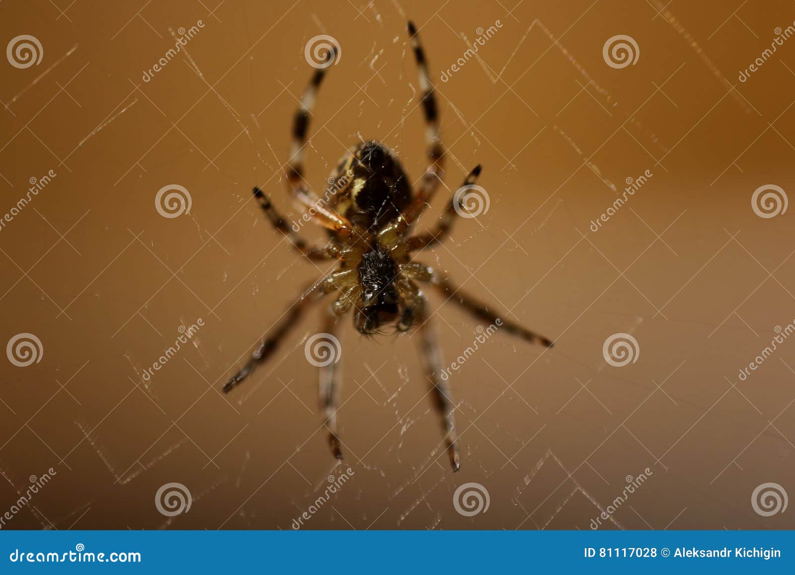 Macro spider on the web stock photo. Image of natural - 81117028