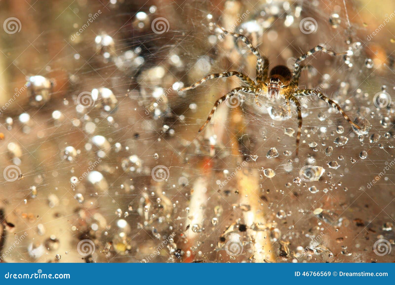 Macro spider on the web stock image. Image of macro, black - 46766569