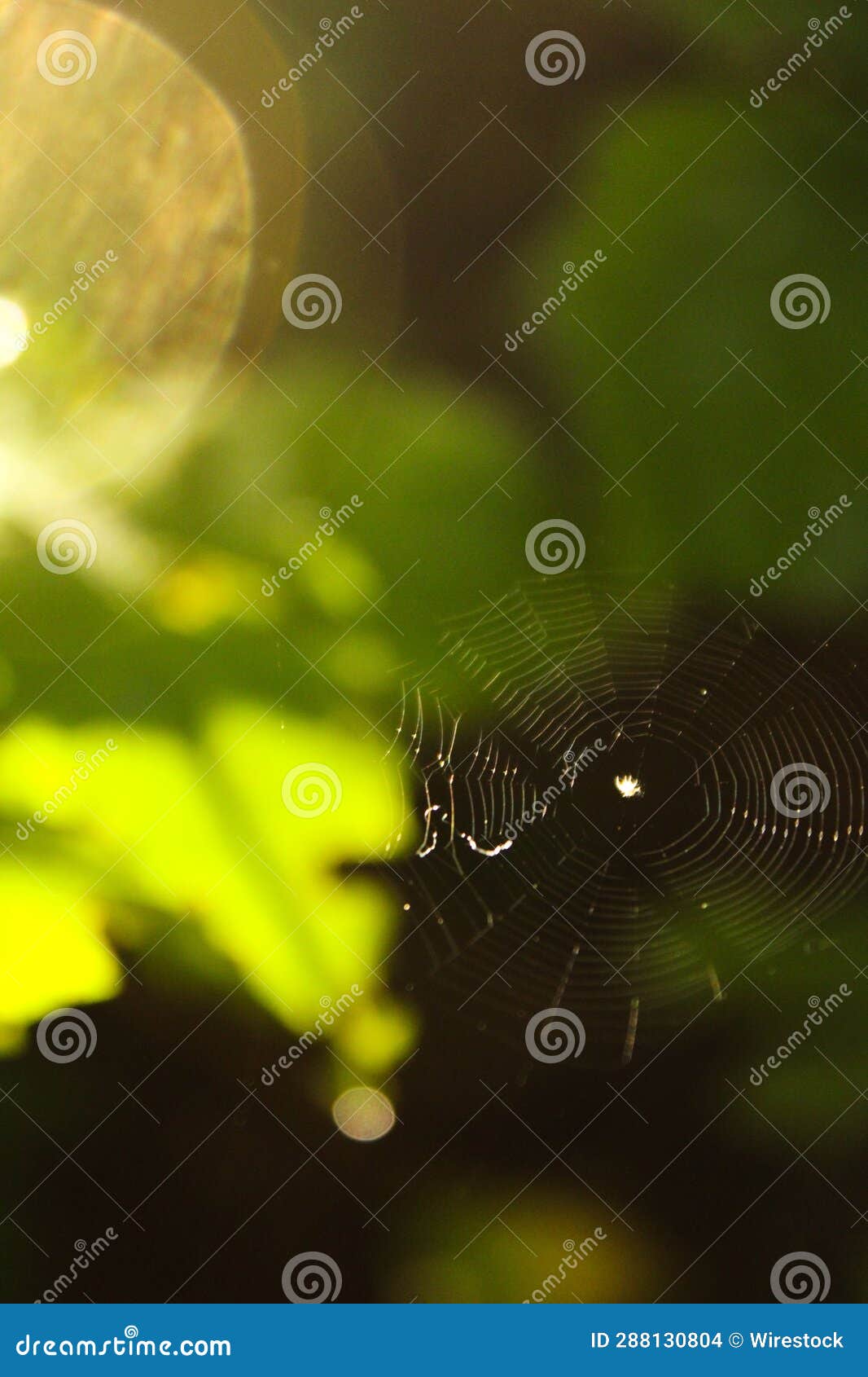 Macro of a Spider Web in a Lush Forest Stock Illustration ...