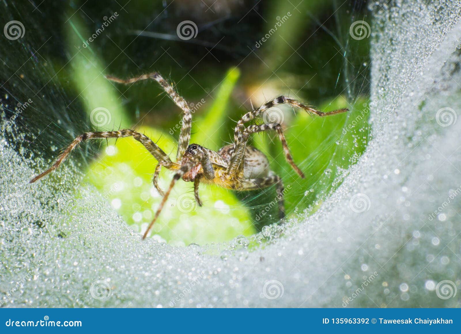 Macro Spider on Web, Macro Insect Stock Photo - Image of looking ...